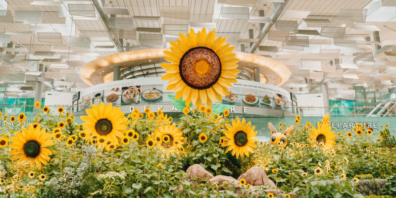 Changi launches world's largest airport sunflower display - TravelTalk