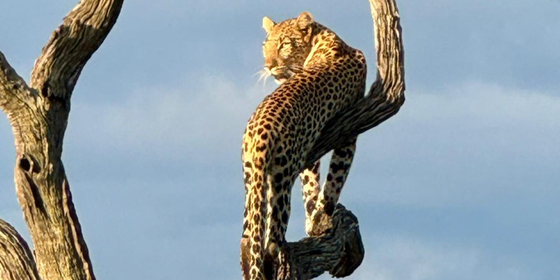 Let’s Play Spot The Leopard - TravelTalk