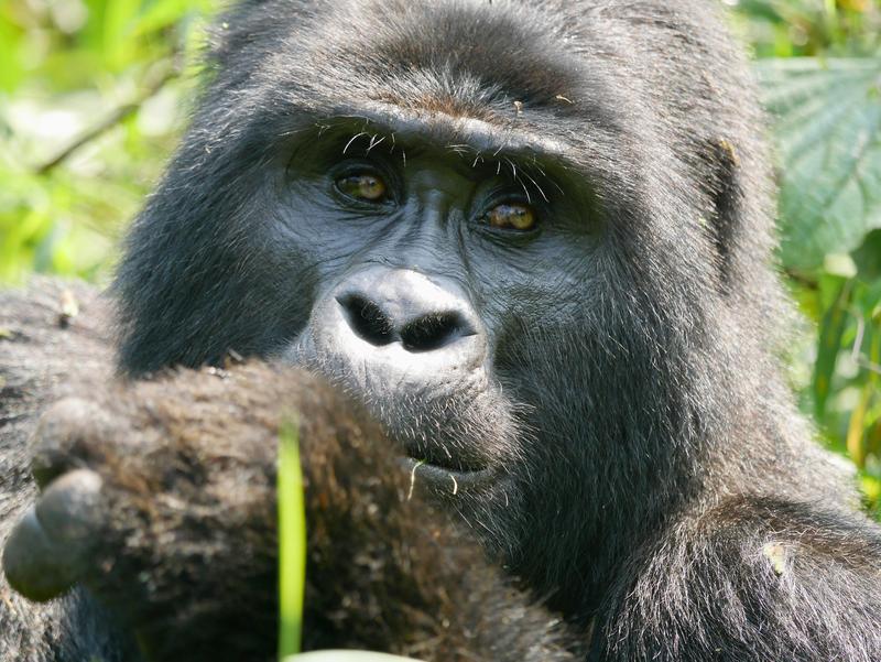 Discover Why Uganda Is The Pearl Of Africa - TravelTalk