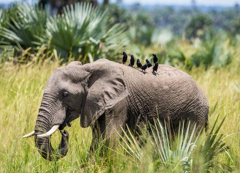 Discover Uganda: Where Travel Meets Wildlife Protection - TravelTalk