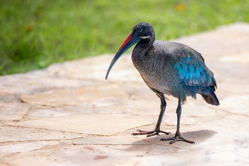 Discover Why Uganda Is The Pearl Of Africa - TravelTalk