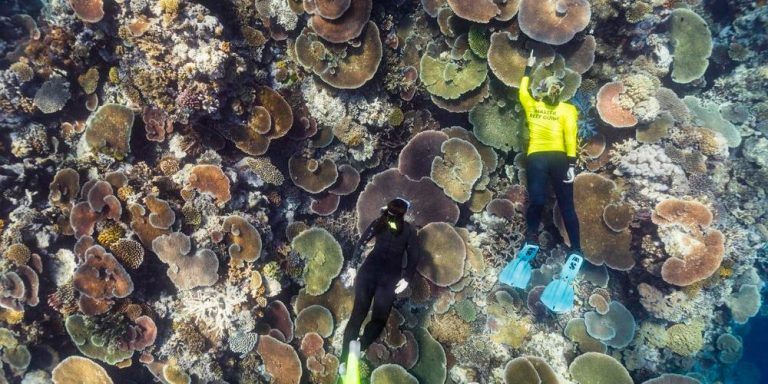 Great Barrier Reef Campaigns Awarded For Travel Impact - TravelTalk