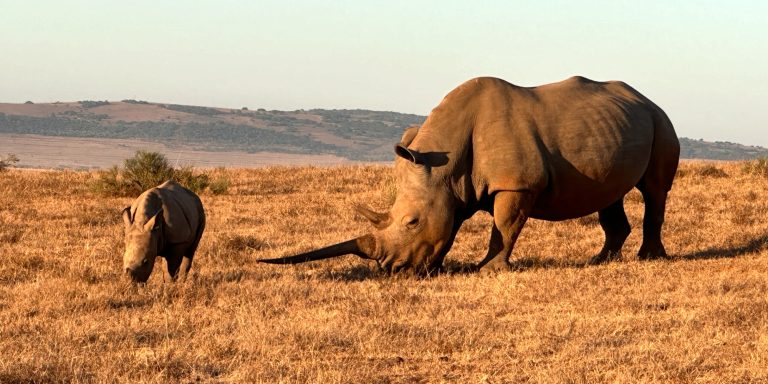 Shamwari Unveils Seamless New Private Air Shuttle - TravelTalk
