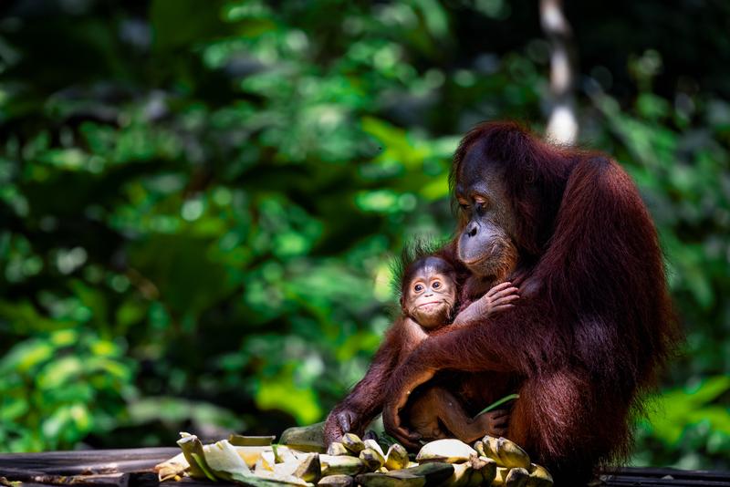 Intrepid Launches New Range Of Premium Family Holidays - TravelTalk