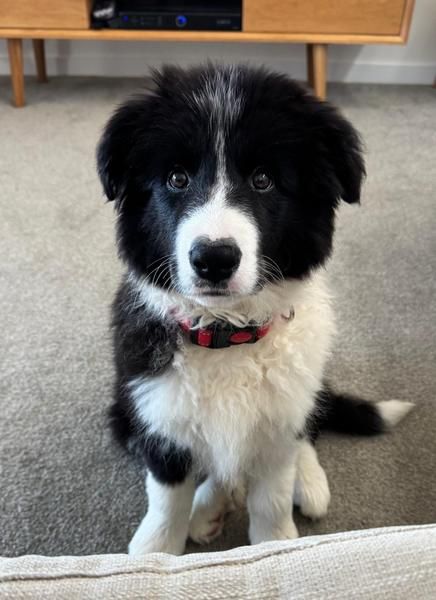 Name This Puppy And Win $100 Gift Voucher - TravelTalk